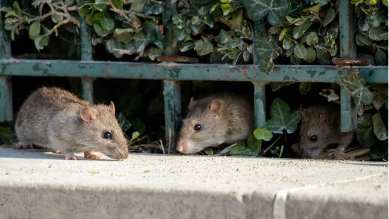 7 Penyakit yang Disebabkan oleh Tikus, Bisa Mengancam Nyawa - Hot ...