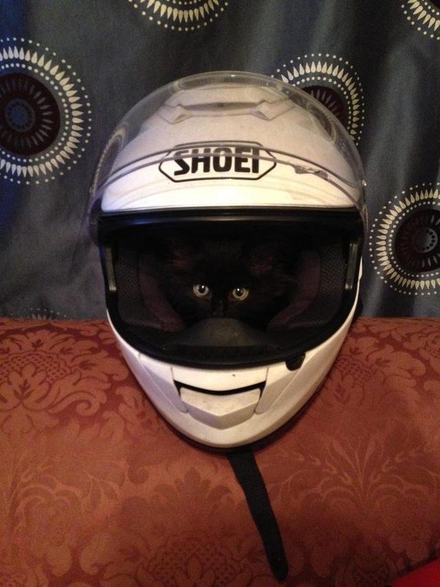 8 Potret Kucing Saat Pakai Helm Ini Bikin Geleng Kepala, Nyeleneh Tapi ...