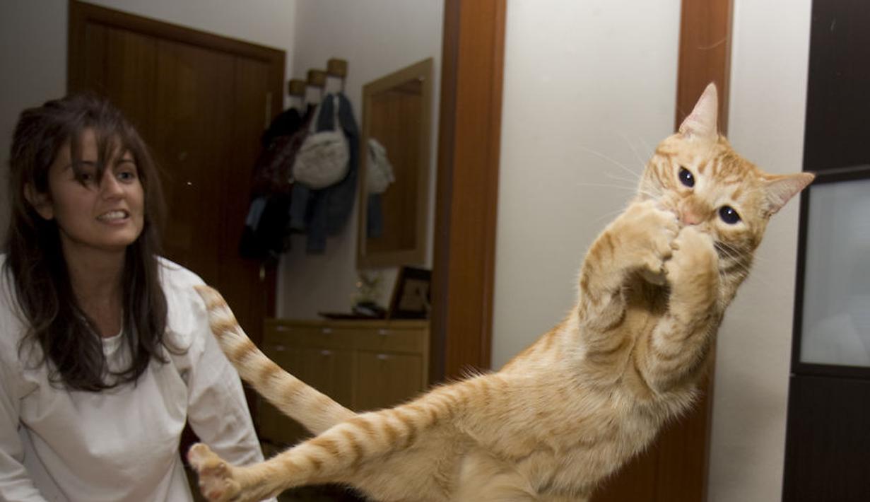 Pose Unik Para Kucing Melompat Seperti Ninja - Photo Fimela.com