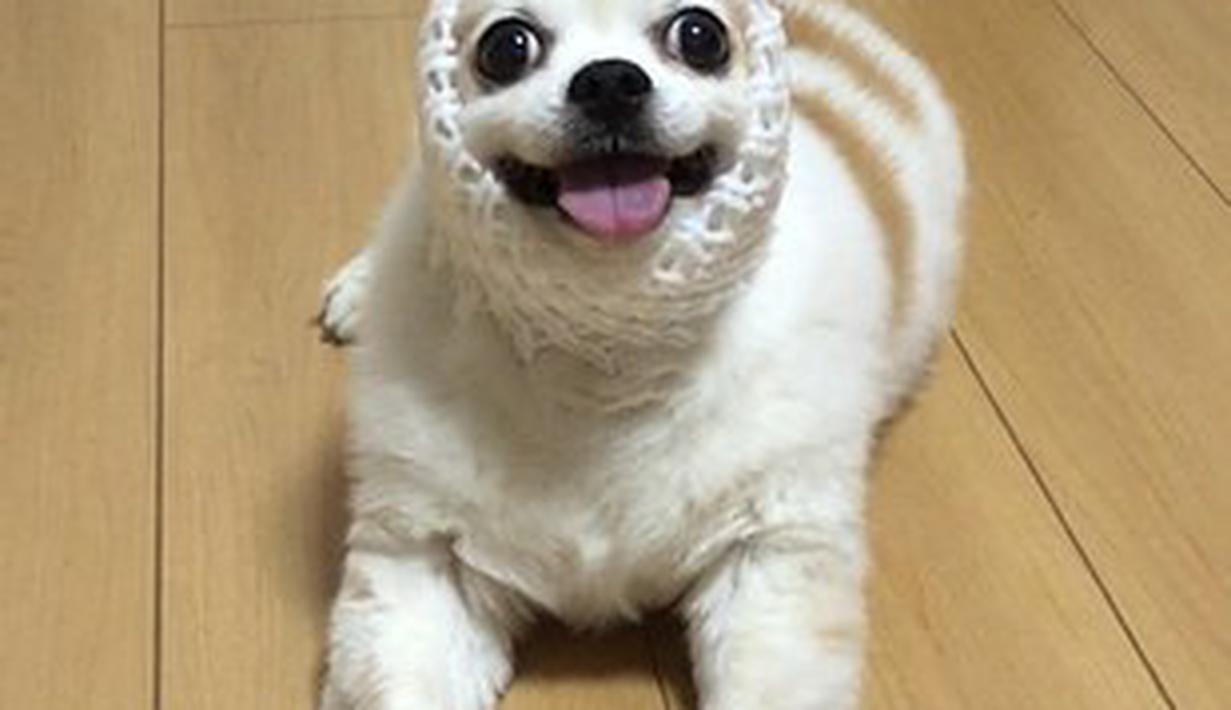 Terlihat Bahagia, Anjing Ini Dibuatkan Beragam Topeng Kardus Lucu ...