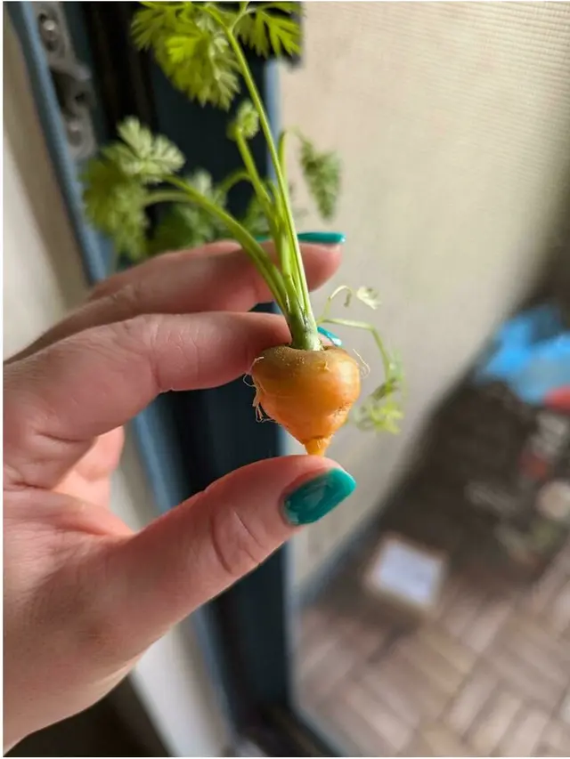 6 Potret Panen Sayur Ukuran Mini Ini Bikin Melongo, Bak Mainan Masak ...