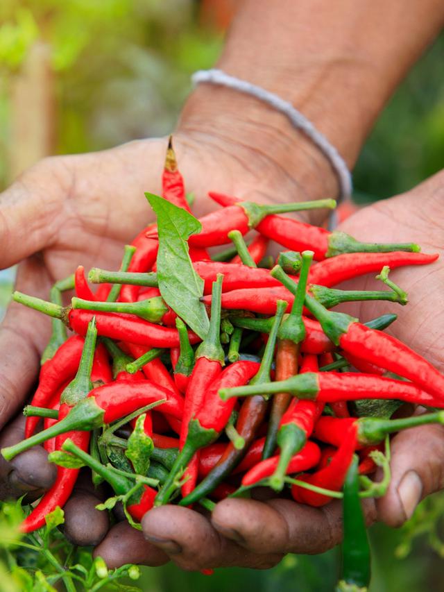 Berapa Lama Waktu yang Tepat untuk Panen Cabai Merah? Cek Di Sini ...