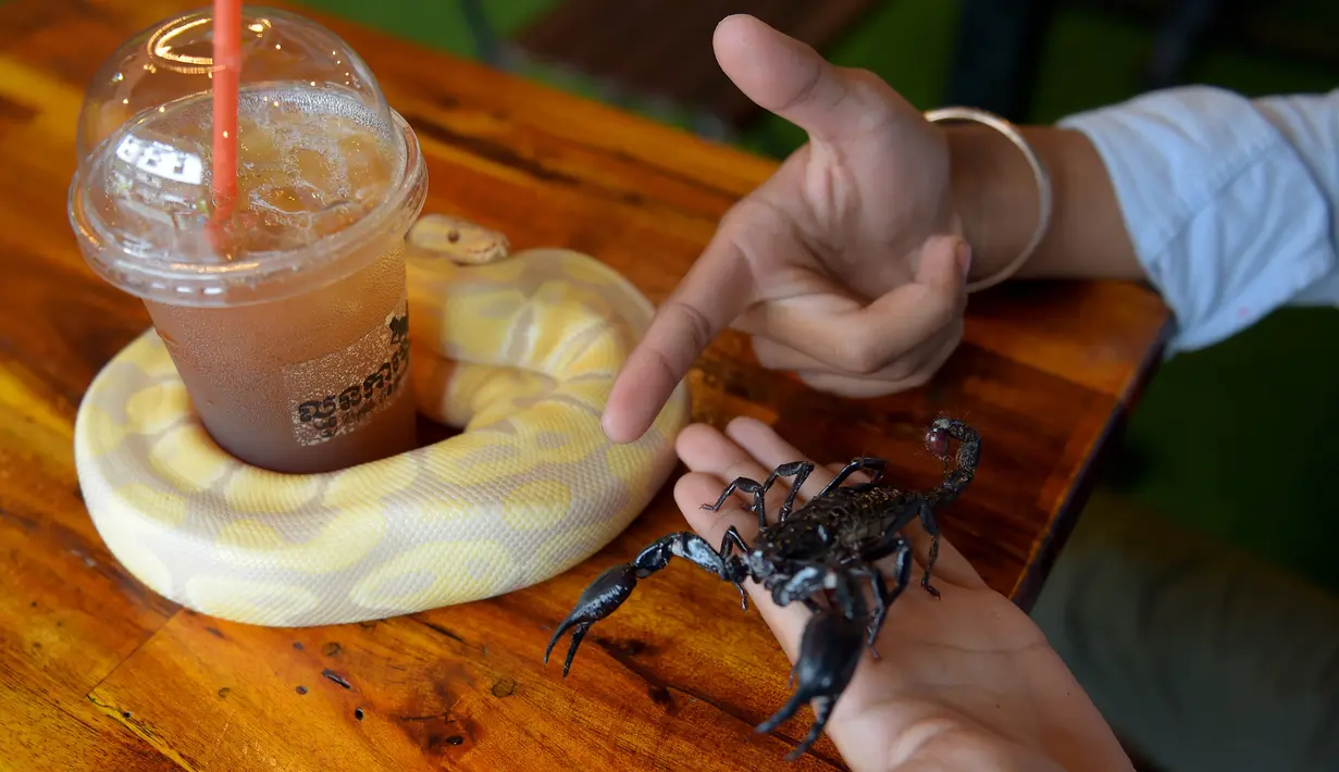 FOTO: Kafe Reptil Ini Tawarkan Sensasi Ngopi Ditemani Piton dan ...