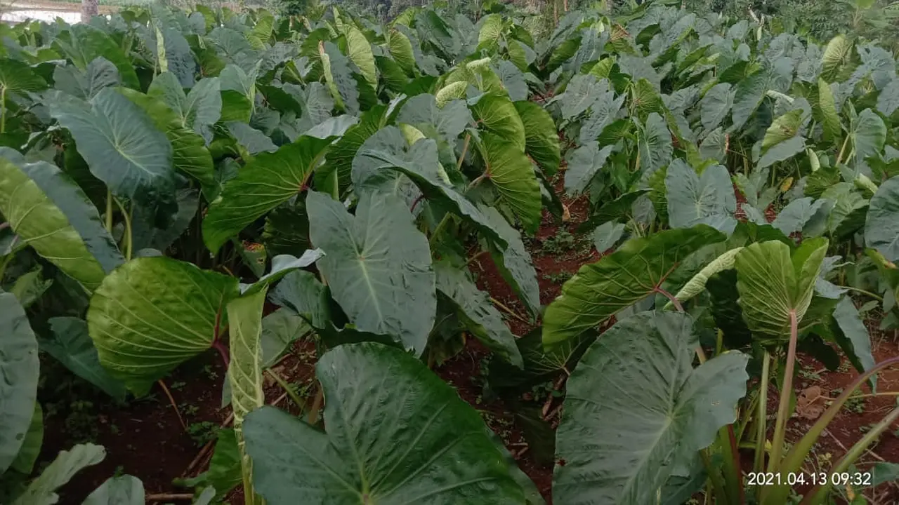 Lompong, Batang Talas yang Bernutrisi dan Kaya Manfaat - Hot Liputan6.com