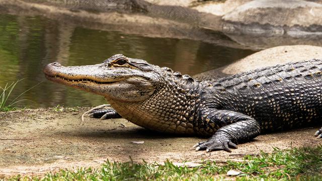 Buaya Sepanjang 4,7 Meter Ditangkap di Tempat Wisata Danau Labuan ...