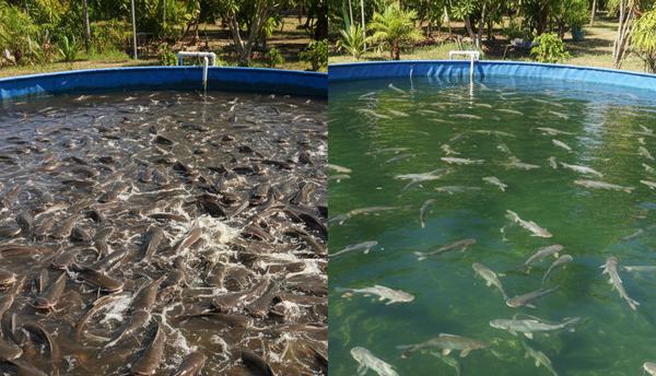 Resep Madu Mongso, Hidangan Manis Tradisional yang Menggugah Selera
