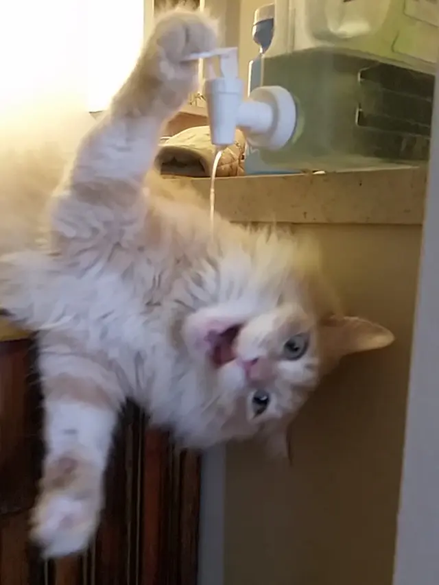 11 Ekspresi Kucing Super Lucu, dari Mengantuk Sampai Terkejut ...