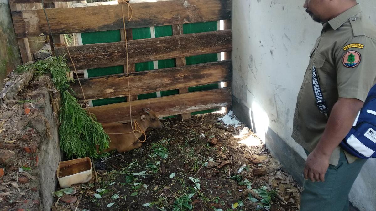 Anoa Gunung Terjebak Jerat Sapi Usai Terpisah dari Induknya