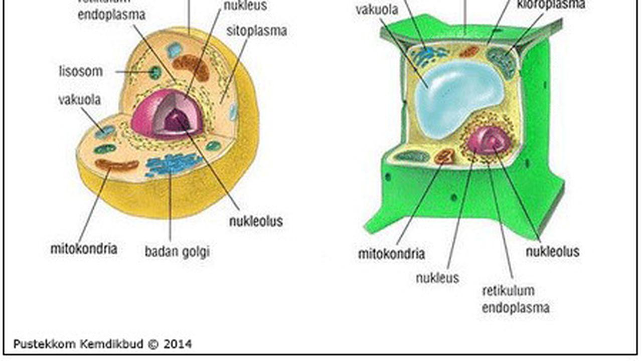 Nukleus adalah Inti Sel, Ketahui Fungsi dan Bagian-bagiannya