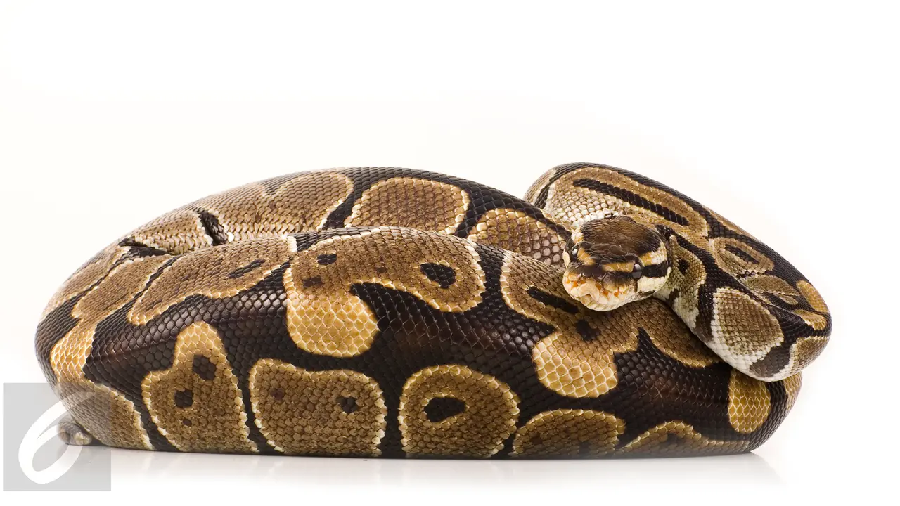 Jangan Takut, Ini 4 Jurus Jitu Lepas dari Lilitan Ular Piton - Global ...