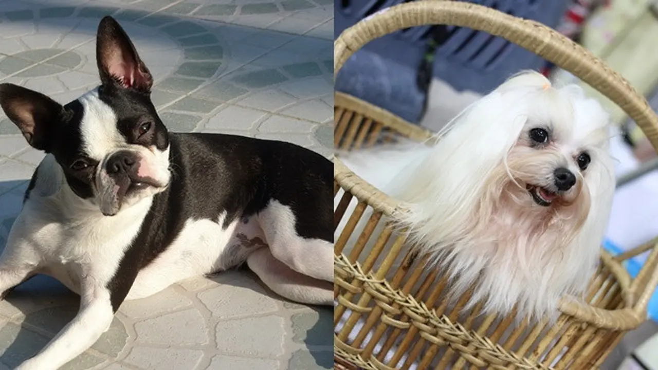 10 Jenis Anjing Ras Kecil Menggemaskan yang Cocok Sebagai Teman di Rumah - Hot Liputan6.com