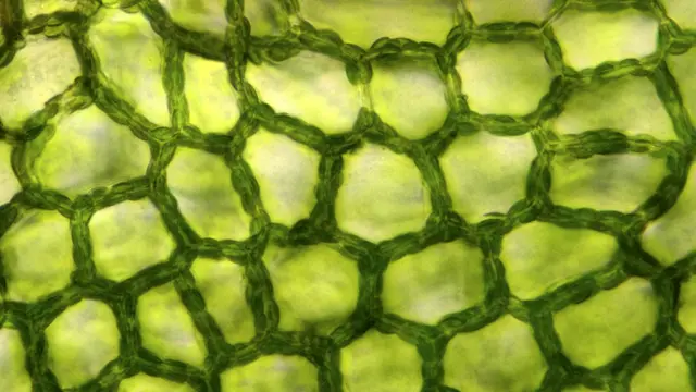 Jaringan Meristem adalah Jaringan Pertumbuhan, Ini Ciri dan Fungsinya ...