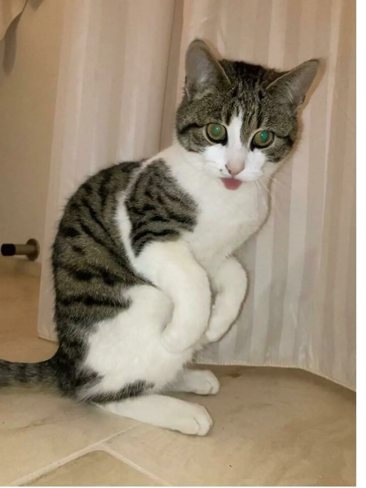 6 Potret Aksi Kucing Berdiri dengan Dua Kaki, Bikin Melongo - Hot ...