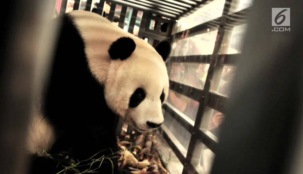 PHOTO: Menggemaskan, Dua Panda Raksasa dari China Tiba di Indonesia ...