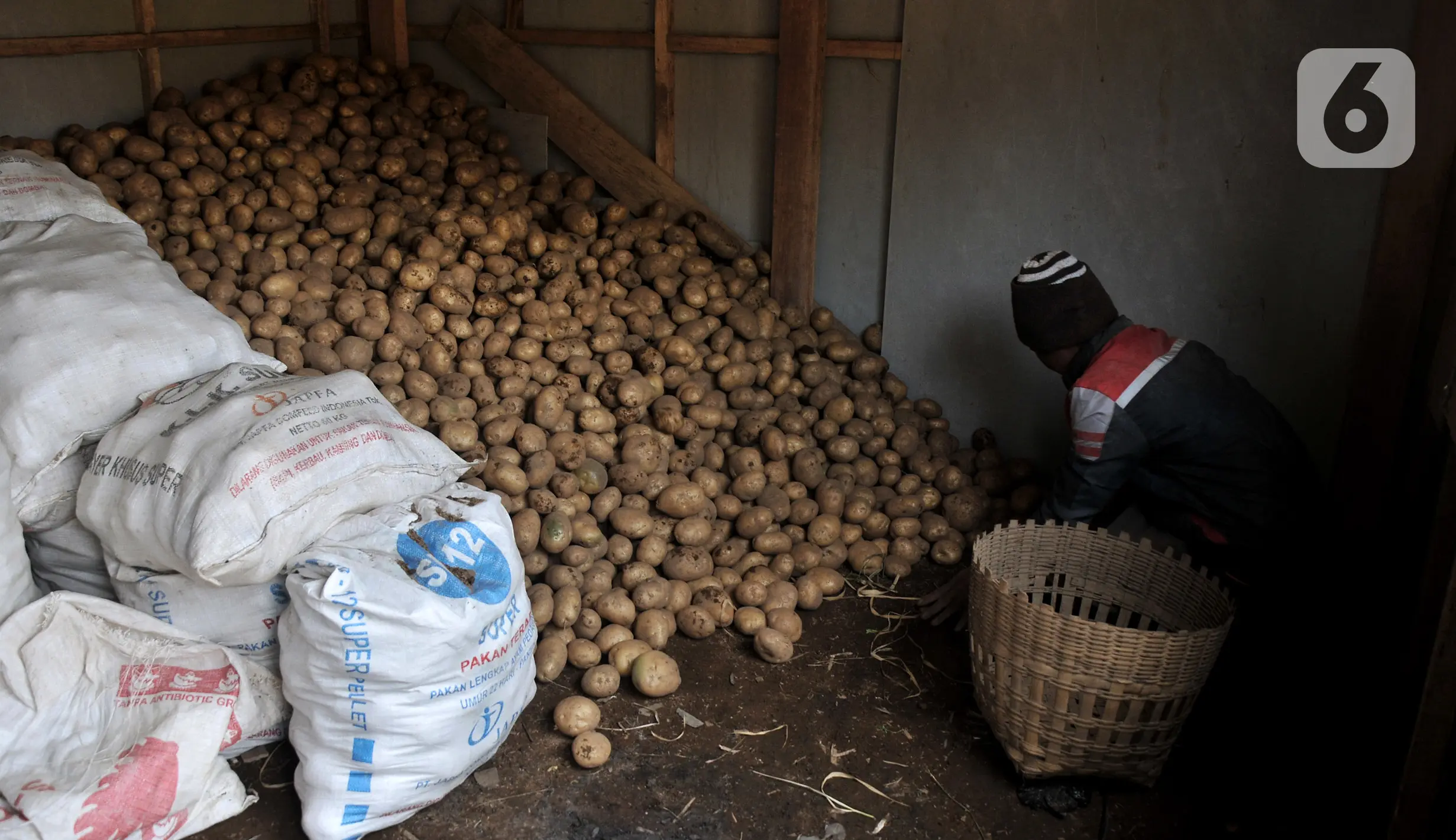 FOTO: Geliat Petani Kentang Dieng di Masa Pandemi - Foto Liputan6.com
