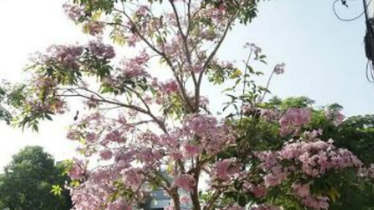 Melihat Potret Bunga Tabebuya yang Bikin Surabaya Makin Indah ...