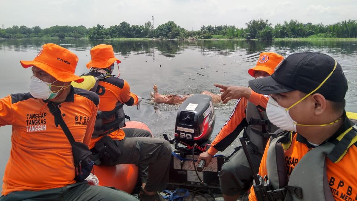 Distribusi Babi Diperketat untuk Cegah Penyebaran Hog Cholera