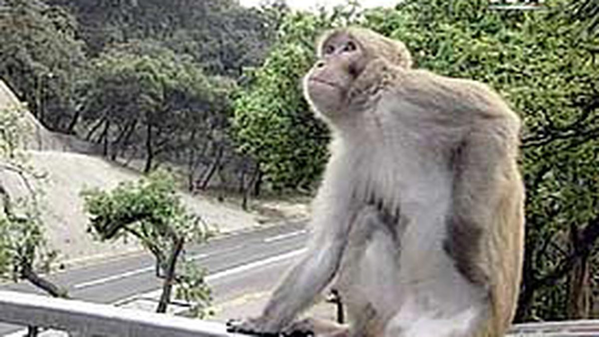 Program KB Kera di Hong Kong - Global Liputan6.com