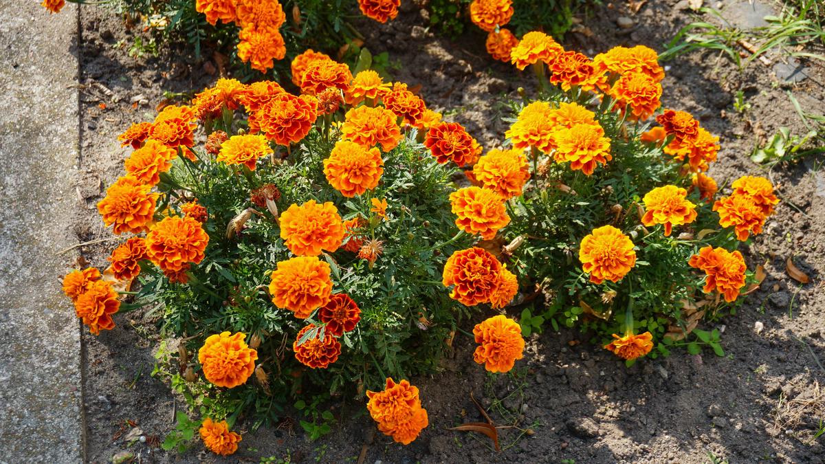 Tips Menanam Marigold agar Tumbuh Subur dan Mekar Cantik