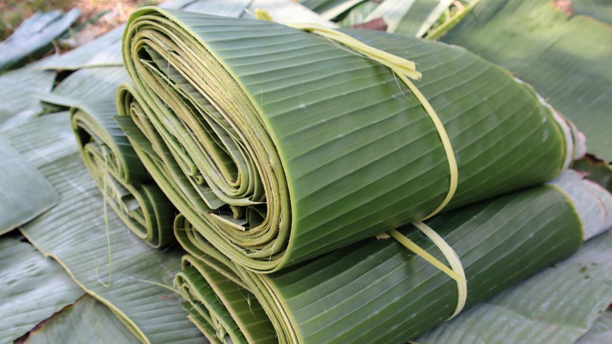Tahan Hingga 1 Bulan Ini Cara Efektif Simpan Daun Pisang Agar Awet