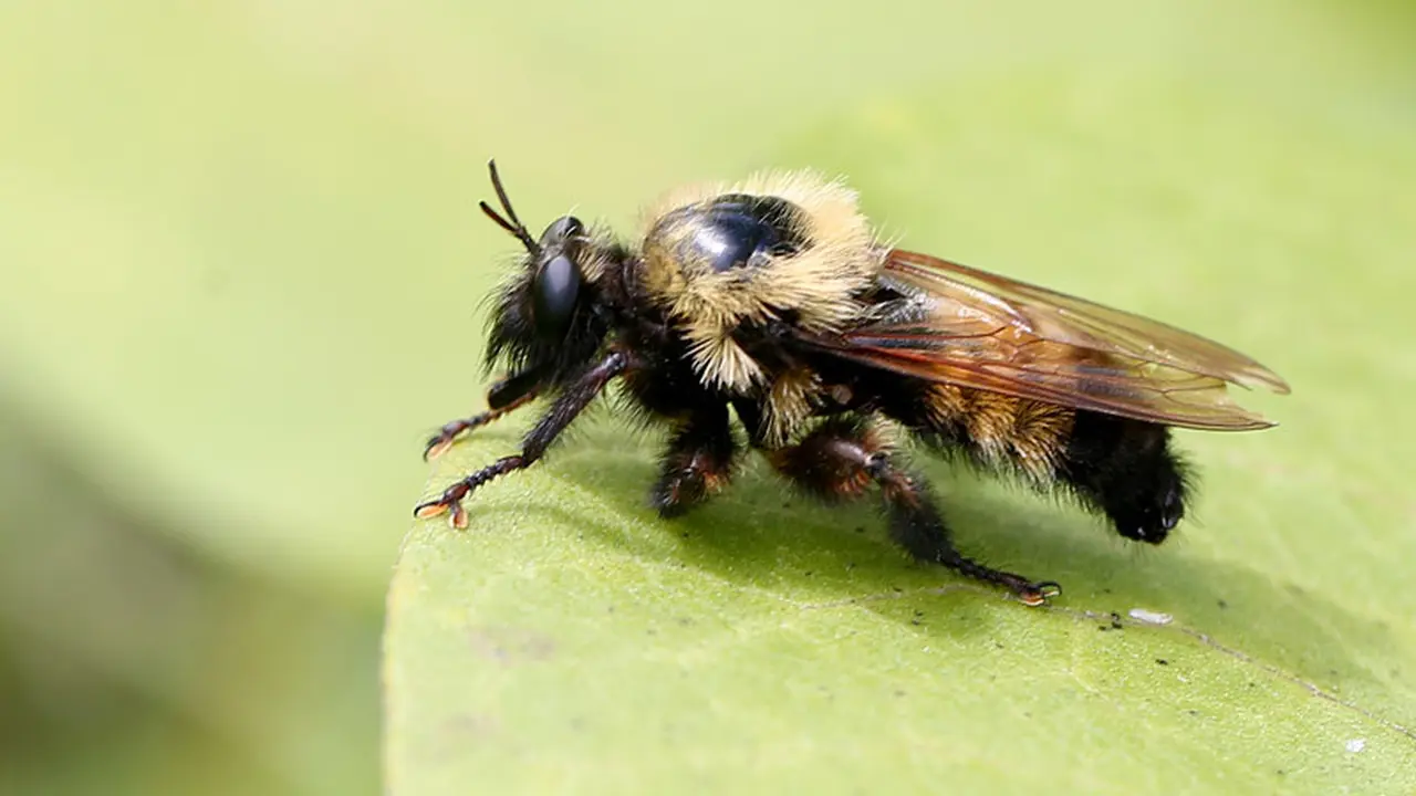 Deretan Hewan yang Bertahan Hidup dengan Mengandalkan Kemampuan Mimikri ...