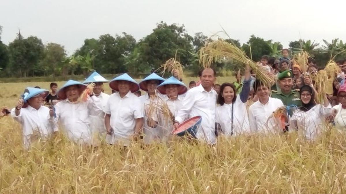 Indramayu Bakal Jadi Lumbung Padi Premium - Bisnis Liputan6.com