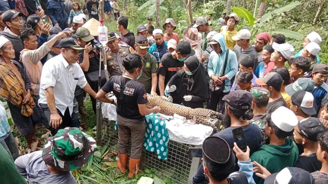 Nasib Macan Tutul yang Terjerat Perangkap Babi di Sukabumi - Regional ...