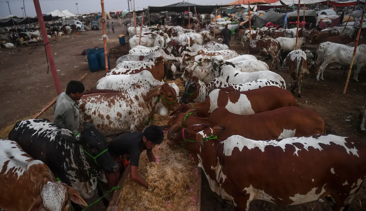 FOTO: Kesibukan Pasar Ternak di Pakistan Mendekati Idul Adha - Foto ...