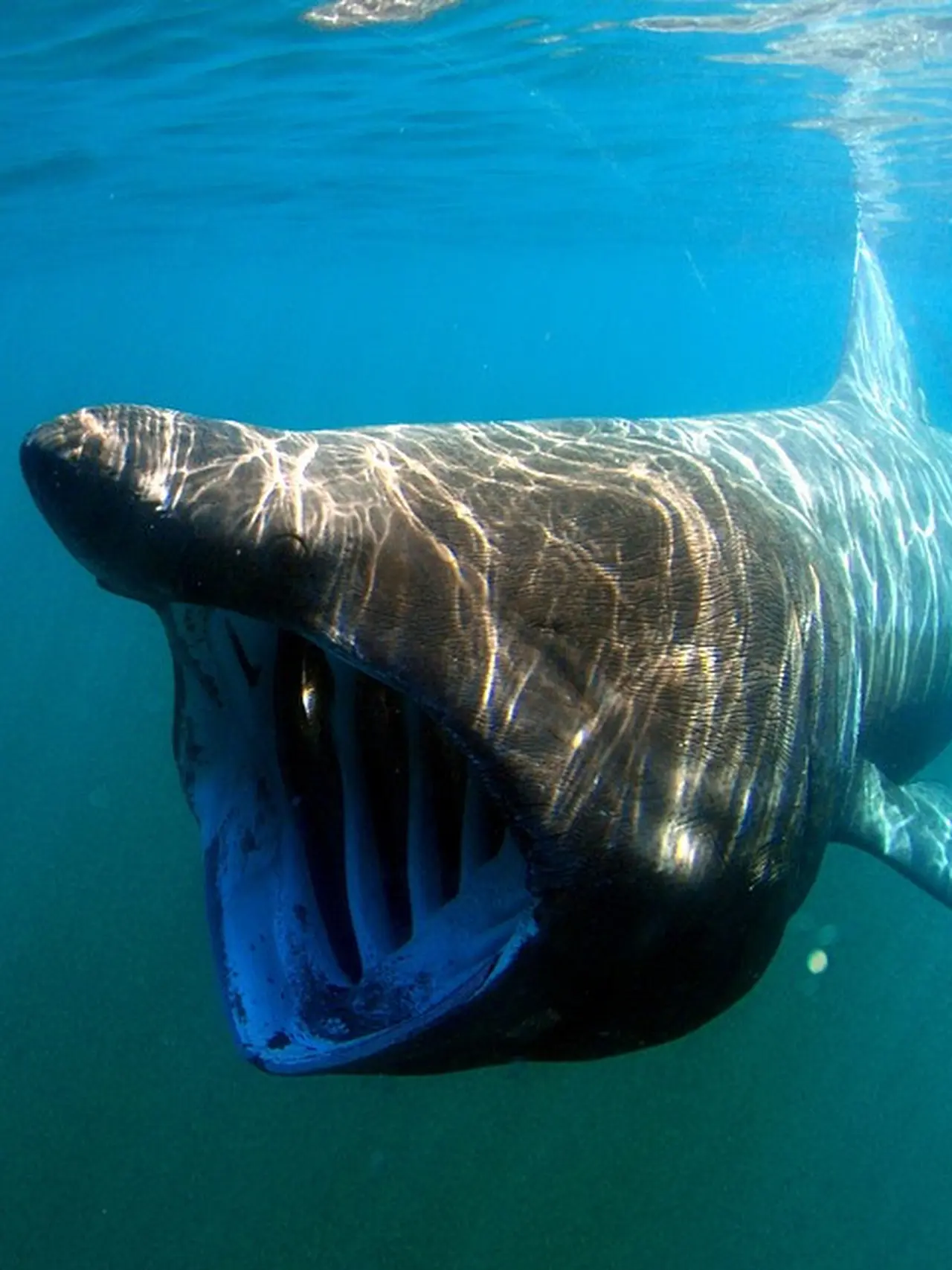 Inilah 10 Spesies Hiu Terbesar di Dunia, Ternyata Urutan Pertama Bukan ...