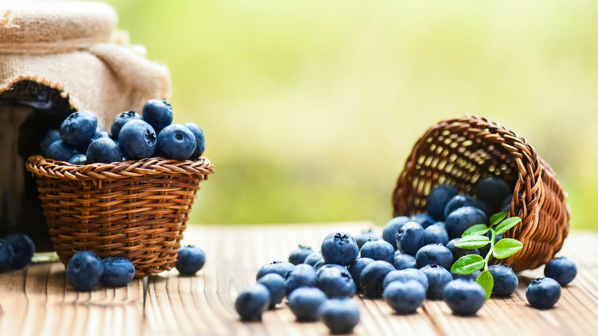 Wajib Tahu, Ini 5 Manfaat Buah Blueberry untuk Kesehatan