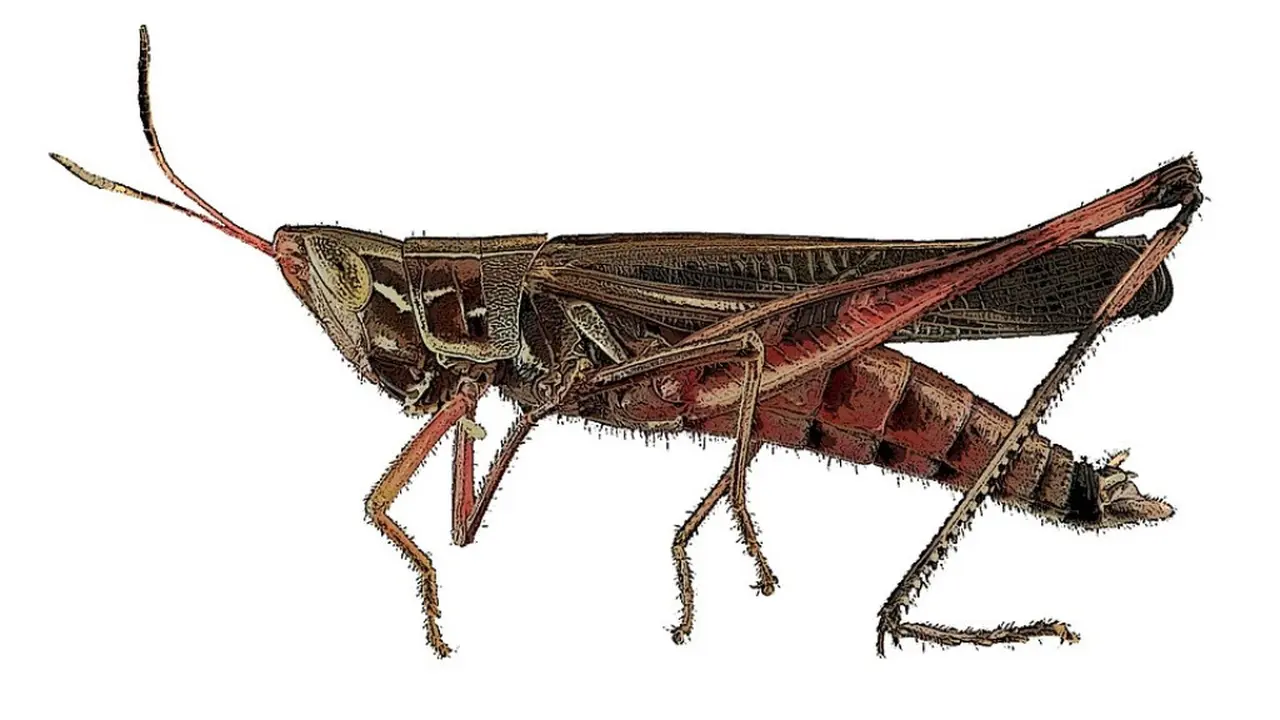 12 Contoh Hewan Invertebrata yang Menarik untuk Dipelajari, Ketahui ...