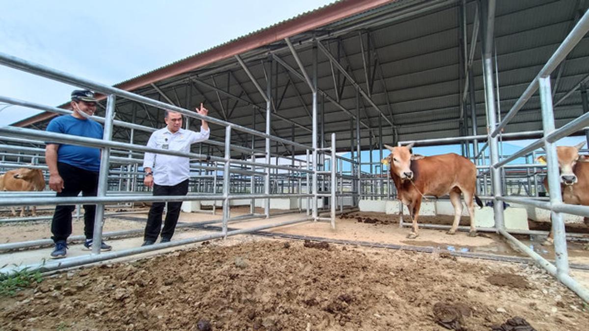 Kementan Dorong Pengembangan Sapi Aceh Melalui BPTU HPT Indrapuri ...