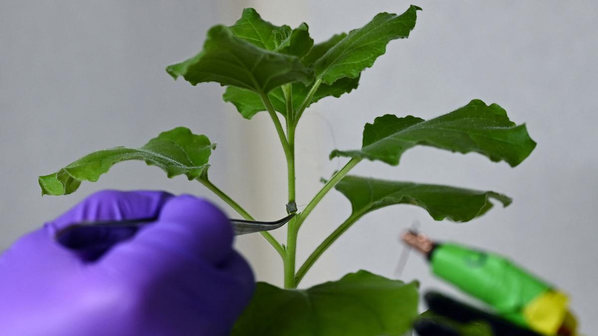 Tumbuhan Ternyata Seperti Manusia, Ini Buktinya... - Tekno Liputan6.com