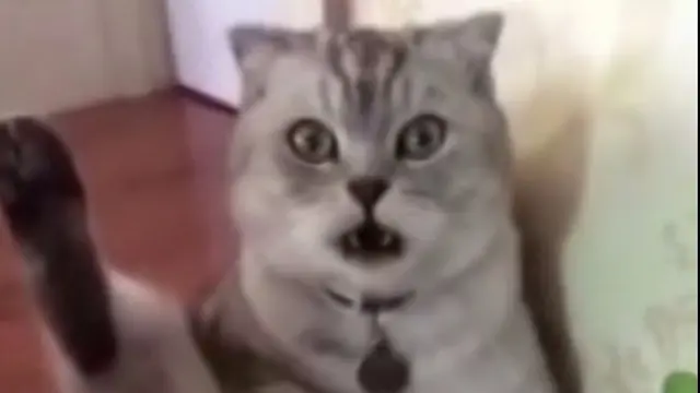 6 Potret Kucing Terlihat Kaget Ini Lucu, Bola Mata Melotot - Hot ...