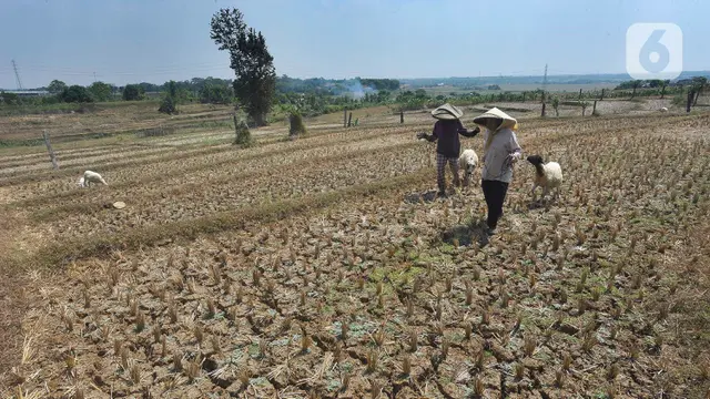 El Nino, La Nina, dan Samudera Pasifik: Dampak Perubahan Iklim terhadap ...