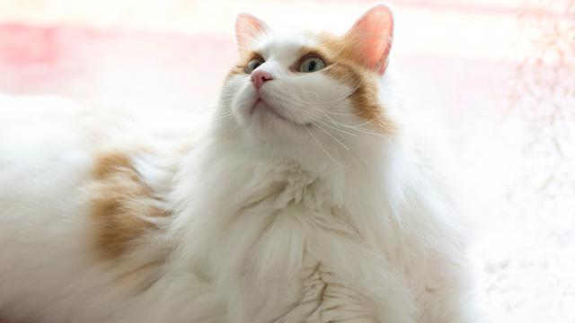 8 Cara Merawat Kucing Anggora agar Tetap Sehat dan Menggemaskan - Hot ...