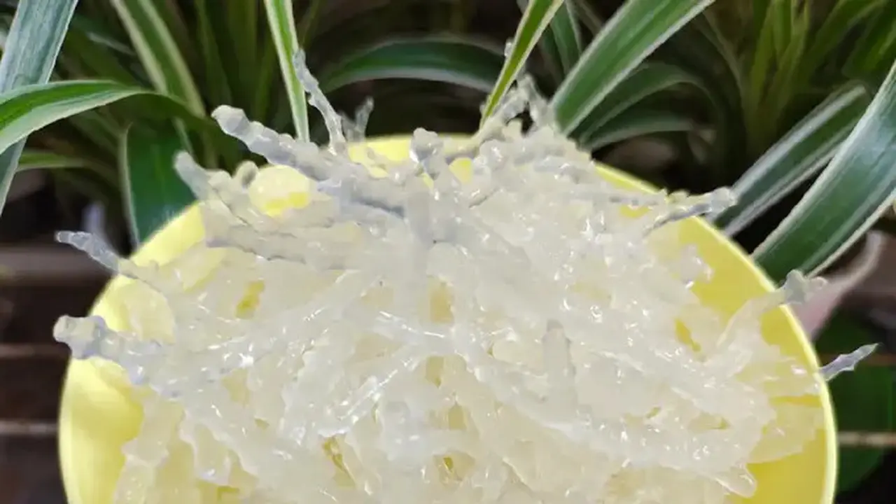 Begini Cara Bersihkan Rumput Laut Kering agar Bebas Kotoran dan Kenyal