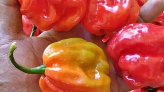 6 Jenis Cabai Khas Indonesia, Cek Karakteristik dan Fungsinya ...