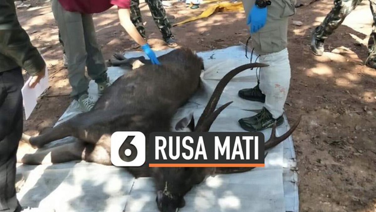 VIDEO: Perut Rusa Penuh Sampah 7 Kg, Plastik Hingga Celana Dalam