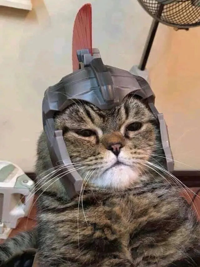 8 Potret Kucing Saat Pakai Helm Ini Bikin Geleng Kepala, Nyeleneh Tapi ...