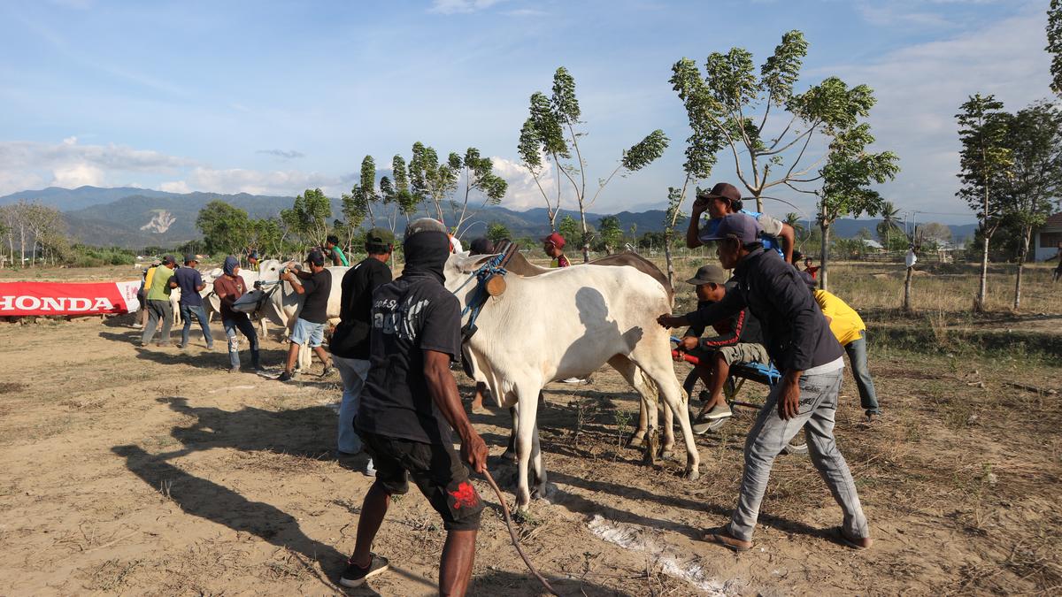Melupakan Gempa Sigi dan Memulai Lagi Karapan Sapi - Regional Liputan6.com
