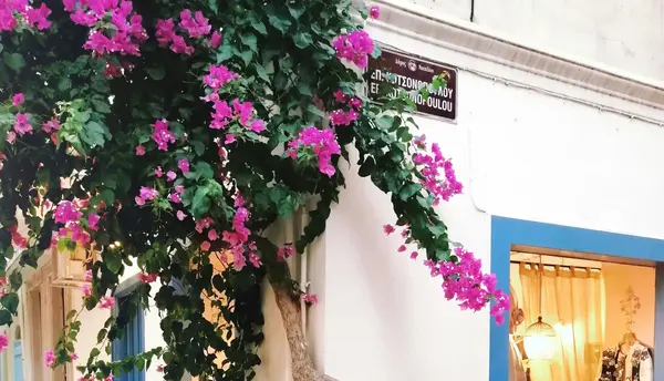 Kenapa Babi Dipanggil Ica? Ini Asal Usul Penyebutannya yang Viral di ...