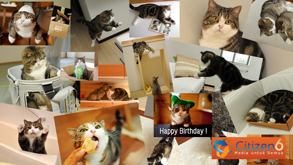 Maru, Kucing Paling Banyak Ditonton di Youtube