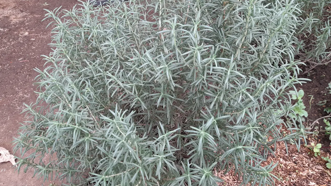 Jangan Ikut-ikutan Tren, Berikut Rekomendasi Jenis Tanaman untuk Dicoba ...