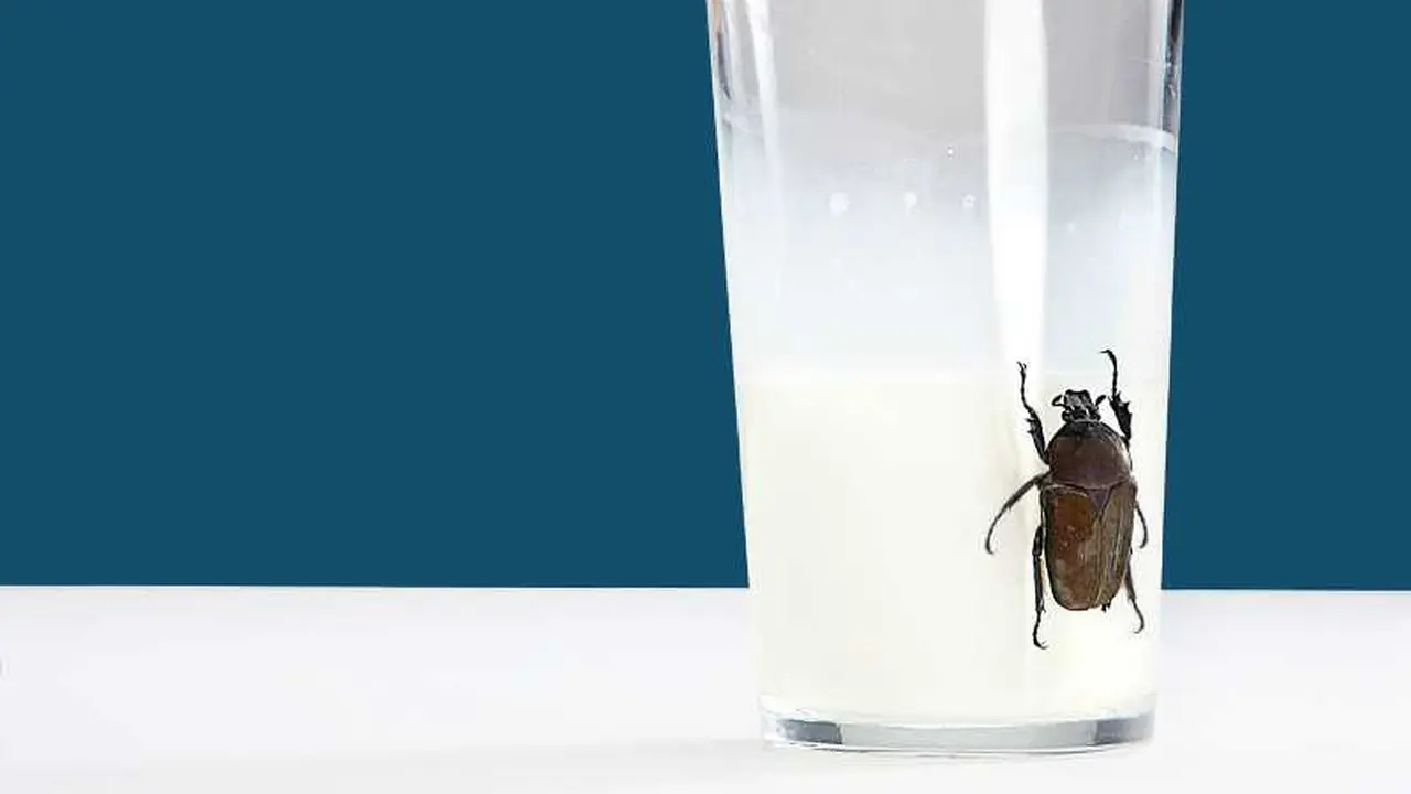 Susu Kecoak, Minuman Super di Masa Depan? - Health Liputan6.com