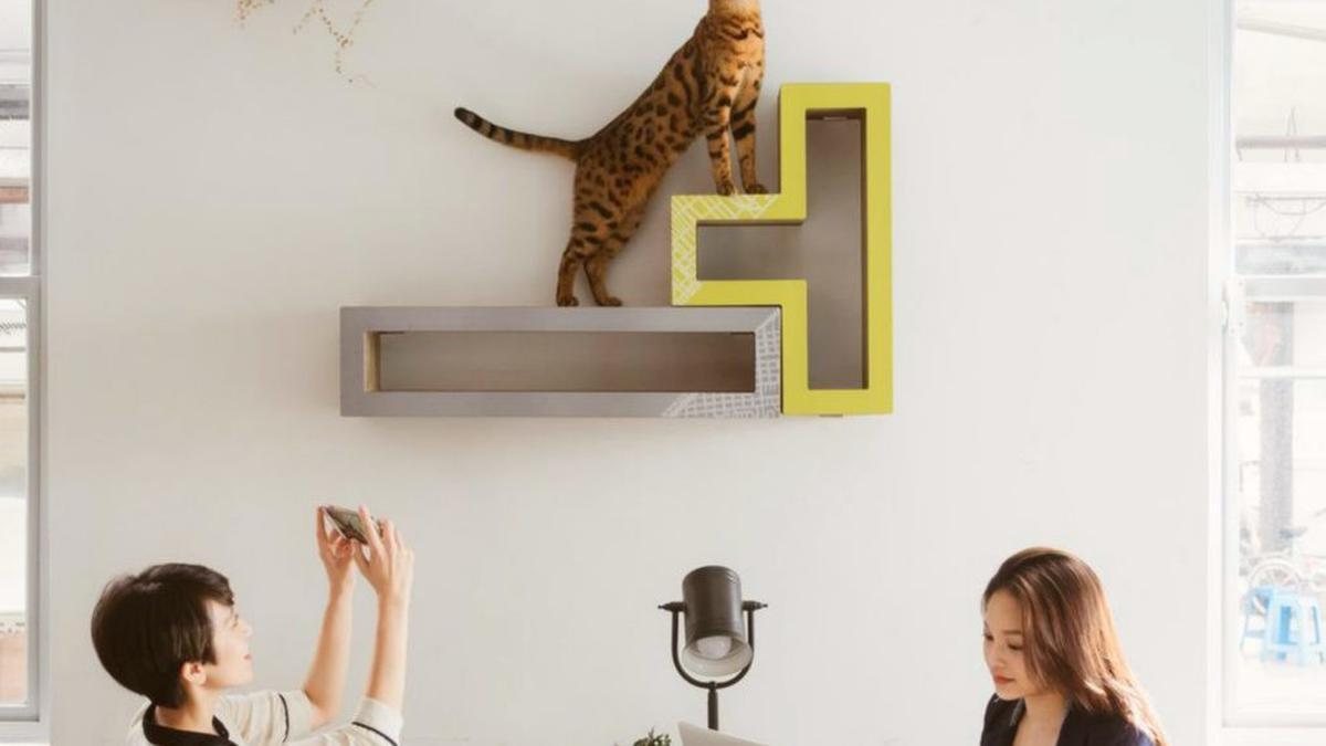 Step by Step Memotong Kuku Kucing Secara Aman dan Mudah - Lifestyle ...