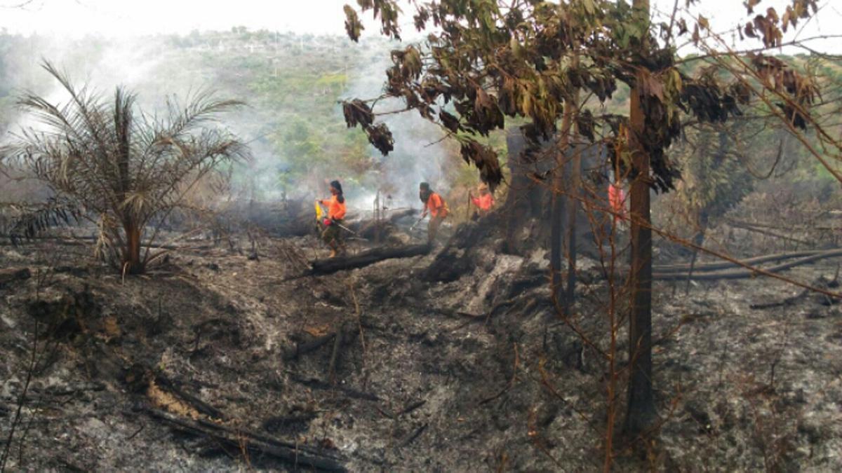 Riau Tetapkan Status Siaga Kebakaran Hutan dan Lahan - Regional ...
