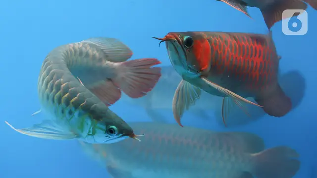 215 Ekor Ikan Dilindungi Selamat dari Tangan Pedagang di Pontianak ...