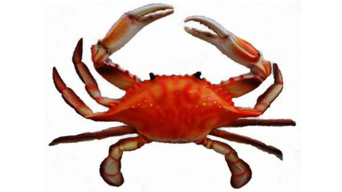 Mari Mengenal Bagian Kepiting Yang Lezat (Part 1) - Beauty Fimela.com