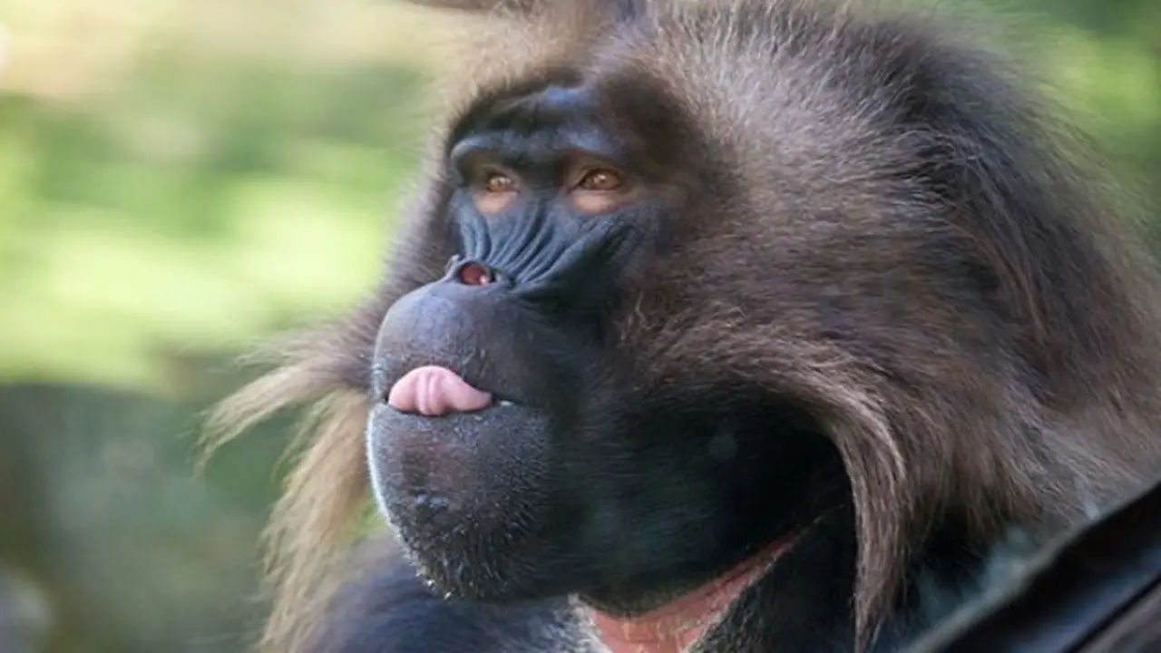 Babun, Si Kera Besar Bisa Meniru Vokal Mirip Manusia? - Citizen6 ...